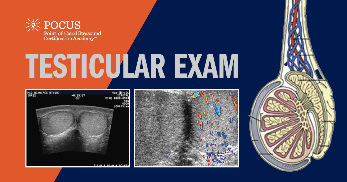 Testicular Anatomy Ultrasound