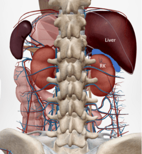Role of POCUS in Assessment of the Right Upper Quadrant to look for ...